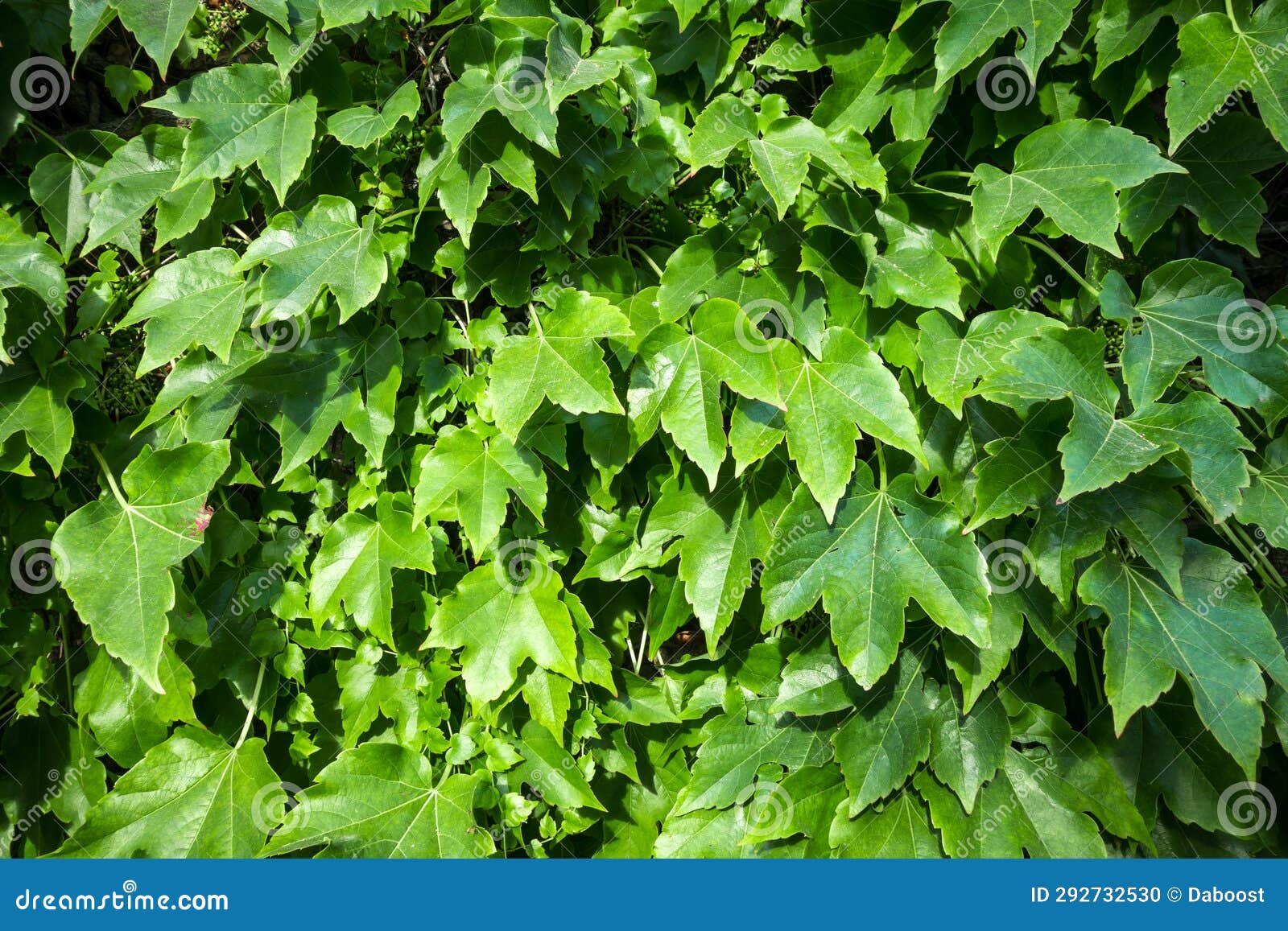 Climbing Ivy Background Texture Stock Photo - Image of garden, texture ...
