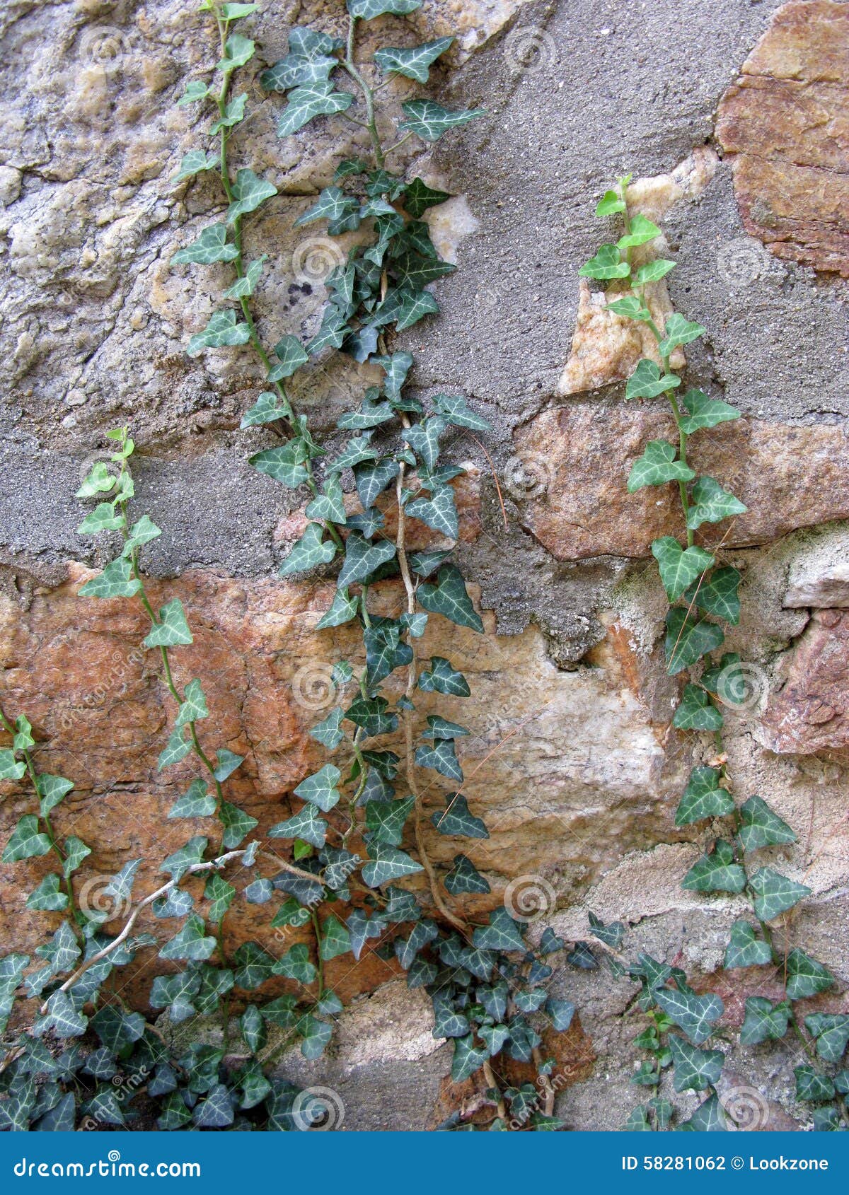 Climbing Ivy on an Old Rock Wall. Stock Photo - Image of large ...