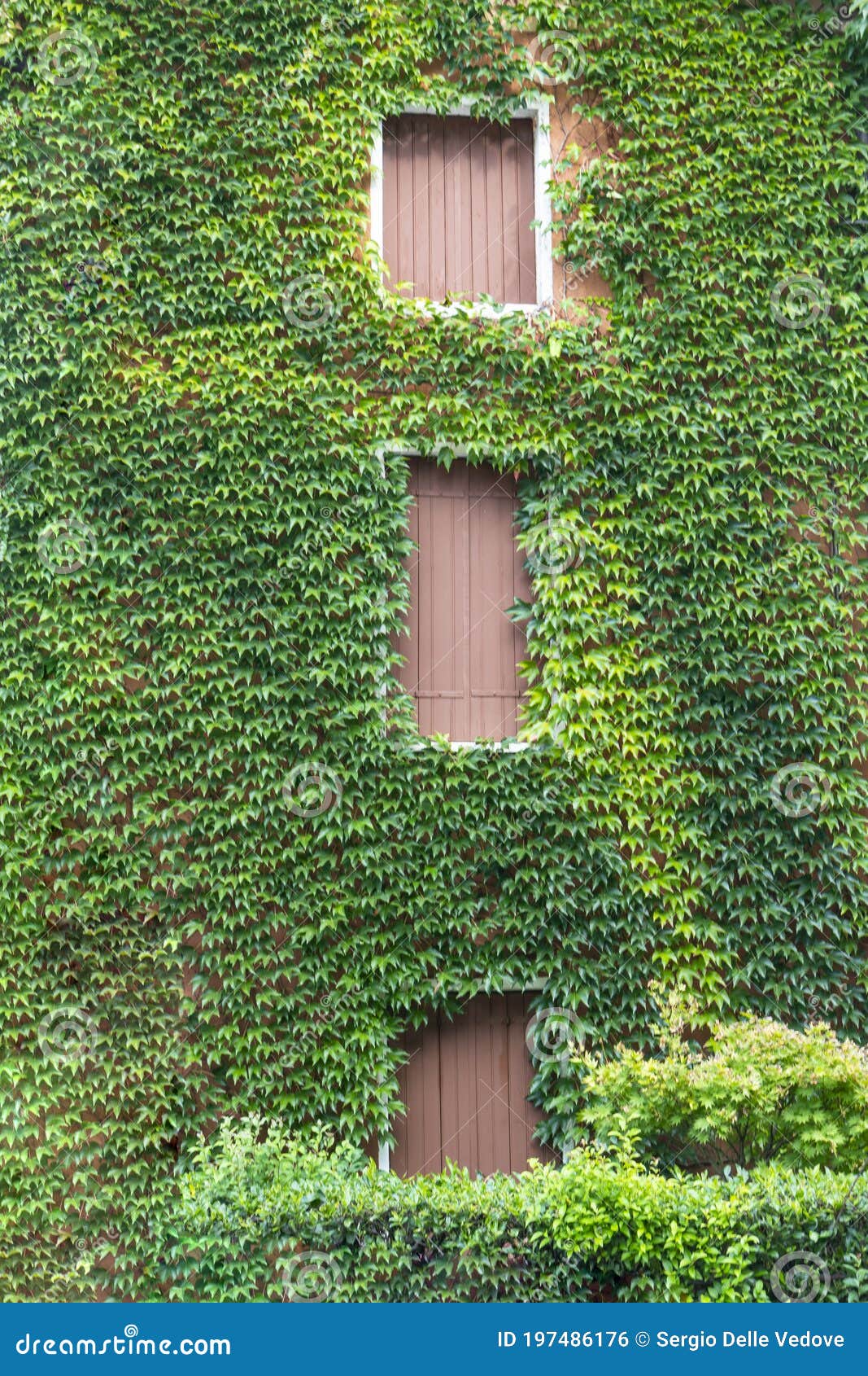 Climbing ivy stock photo. Image of color, flora, green - 197486176