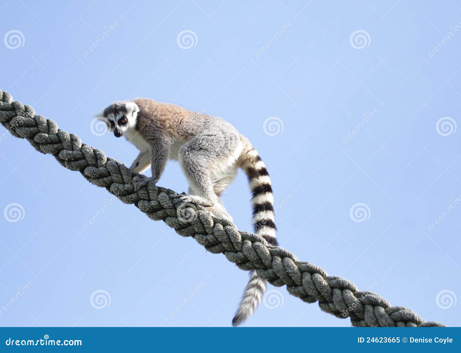 Climbing Lemur stock image. Image of starring, tail, nature - 24623665