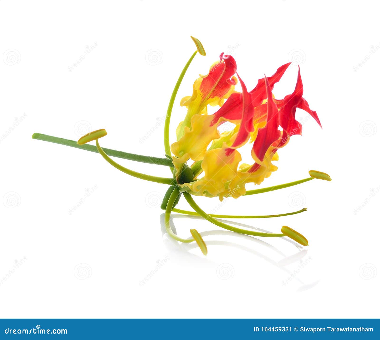 Climbing Lily Isolated on White Background Stock Image - Image of ...