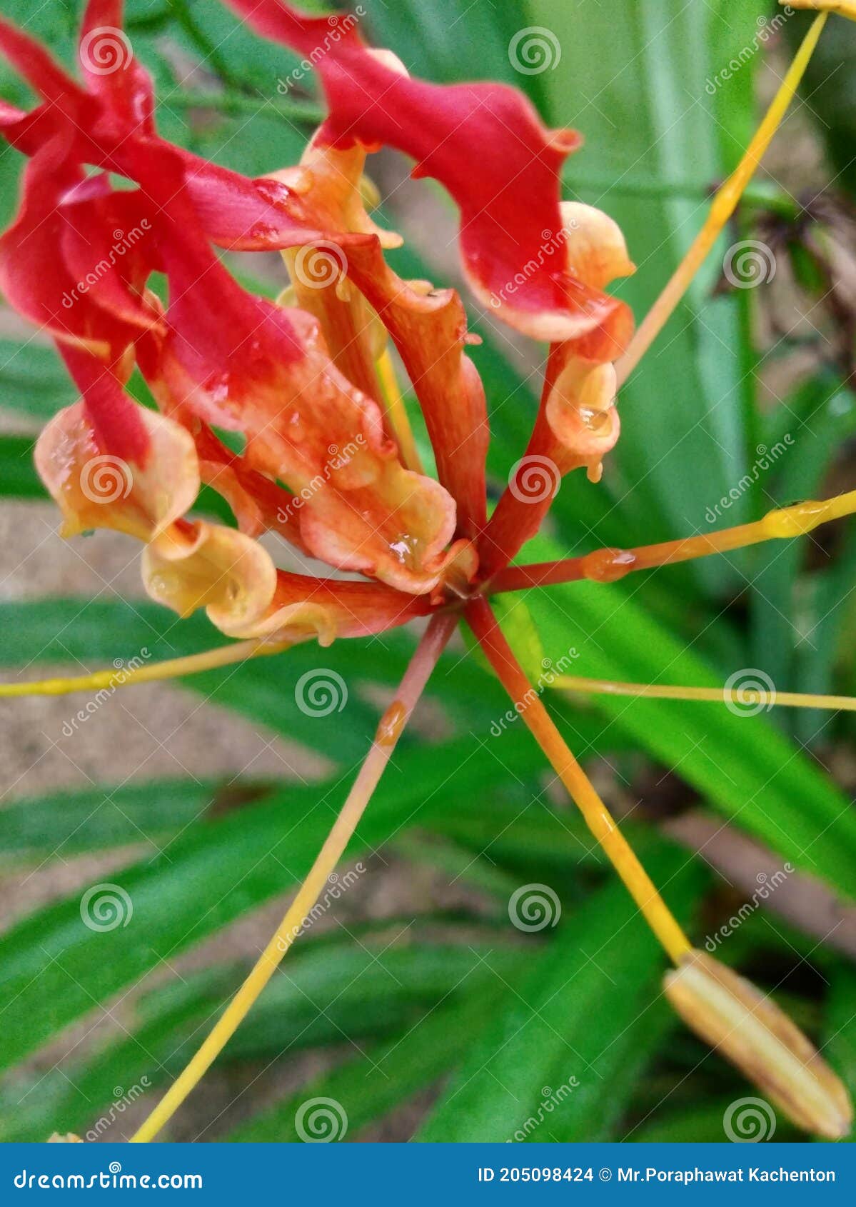 Climbing Lily Red Flowers are Medicinal Plants Stock Photo - Image of ...