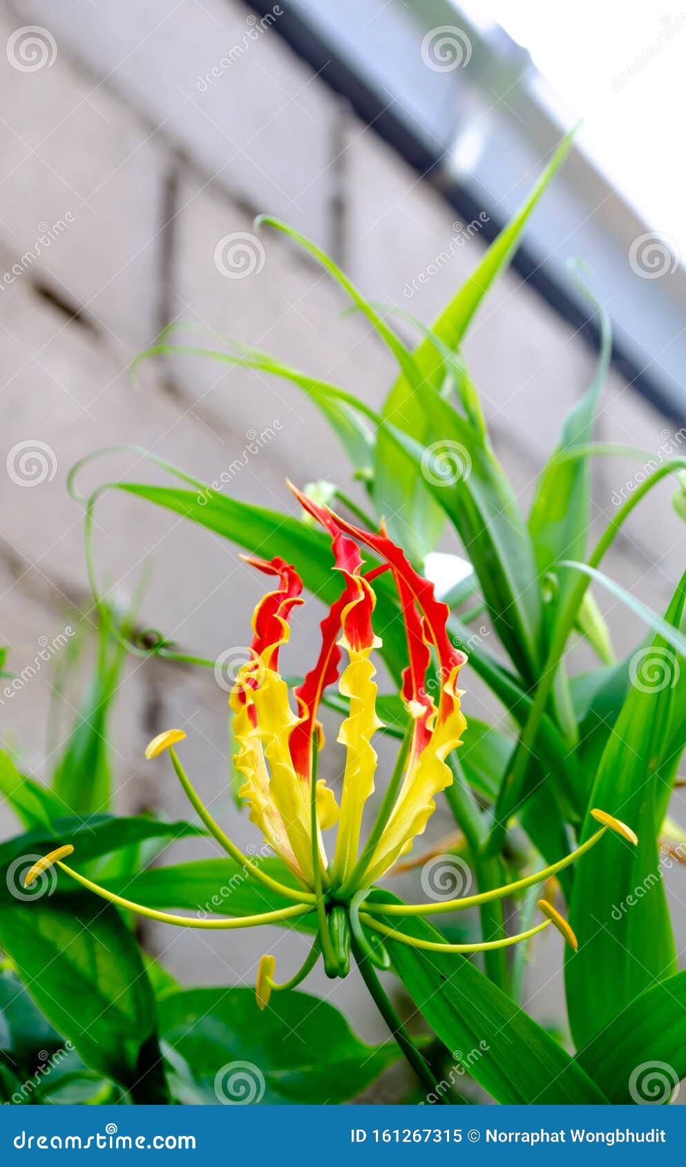 Close Up Climbing Lily stock image. Image of flame, botany - 161267315