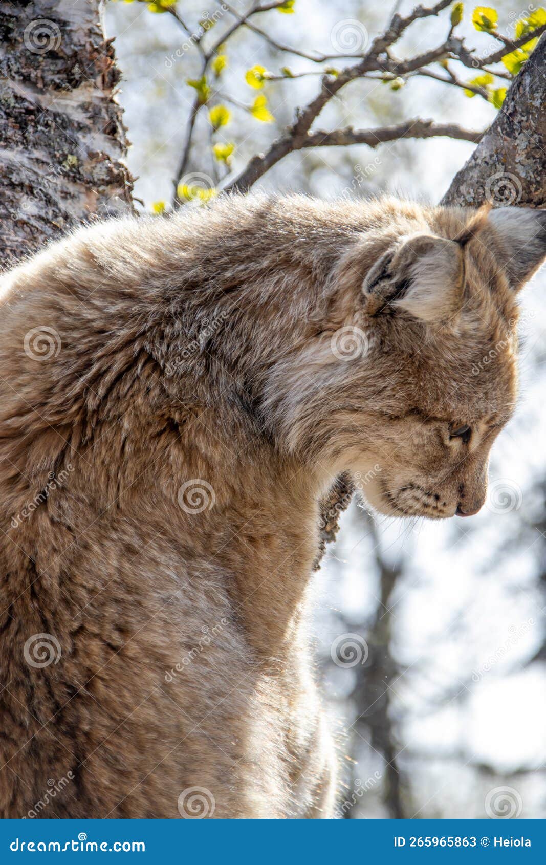 A Climbing Lynx in the Tree. Stock Image - Image of safari, animal ...