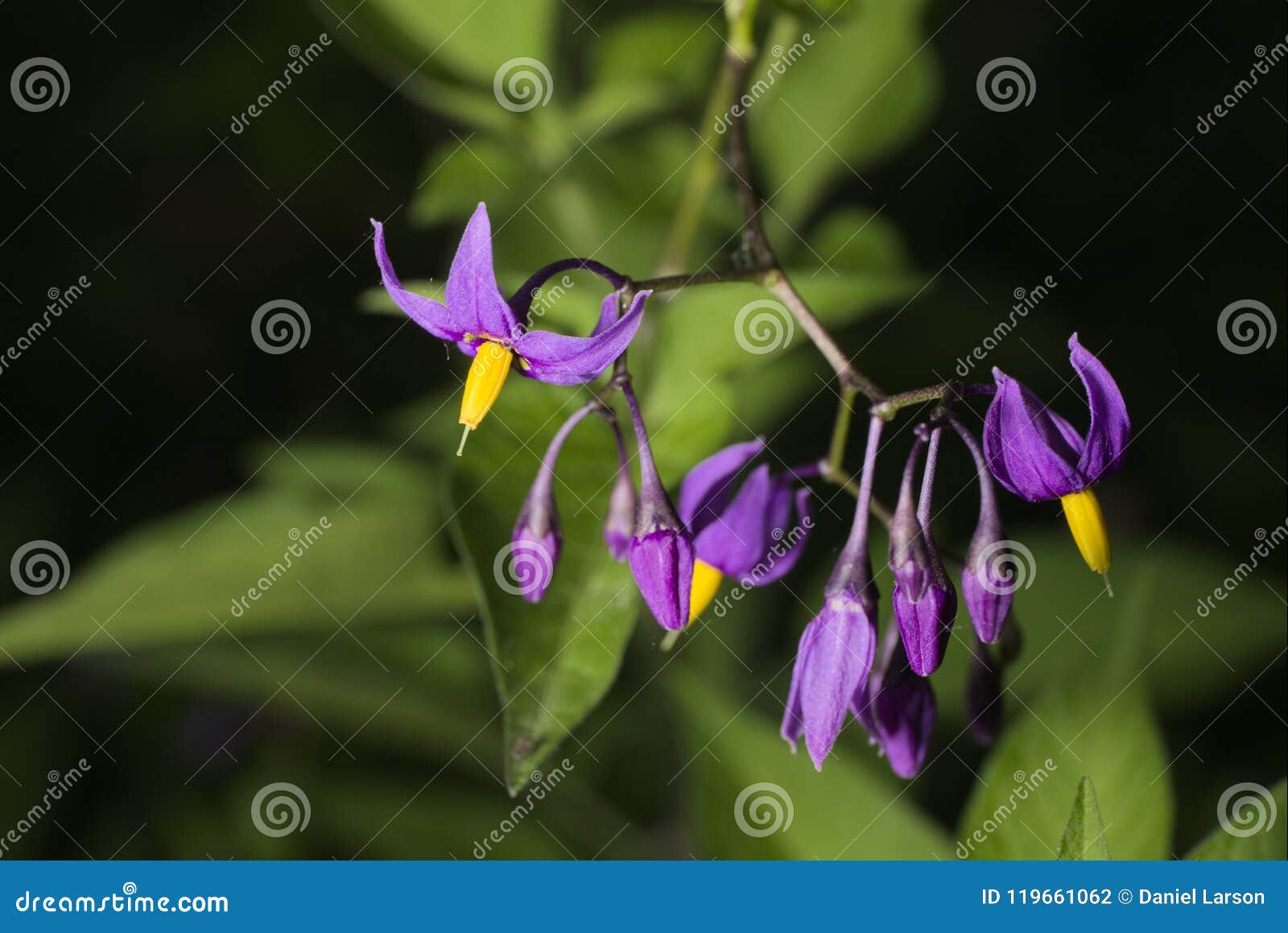 Climbing nightshade stock photo. Image of climbing, dulcamara - 119661062
