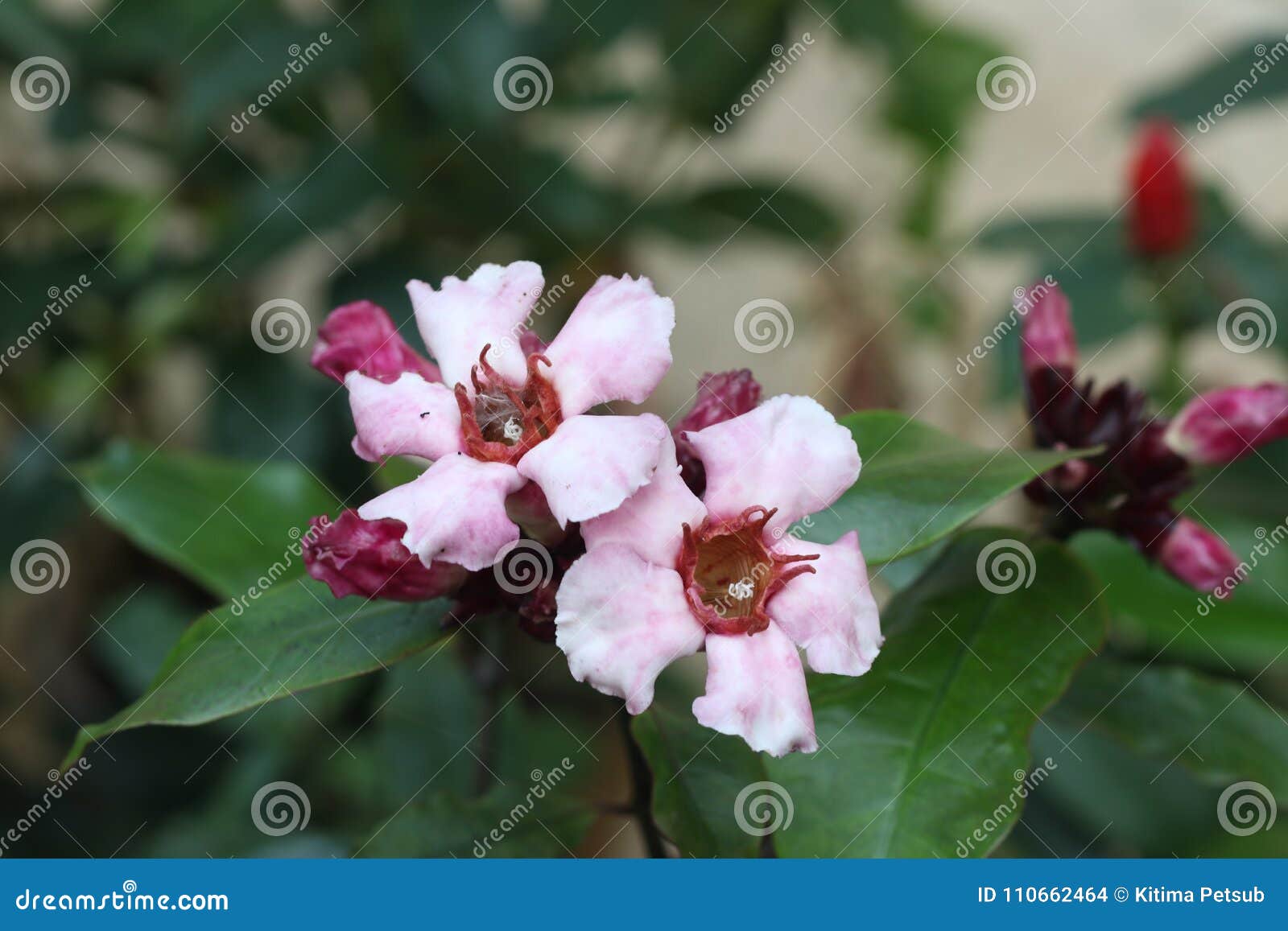 Climbing Oleander,Cream Fruit Stock Photo - Image of climbing, perfumed ...