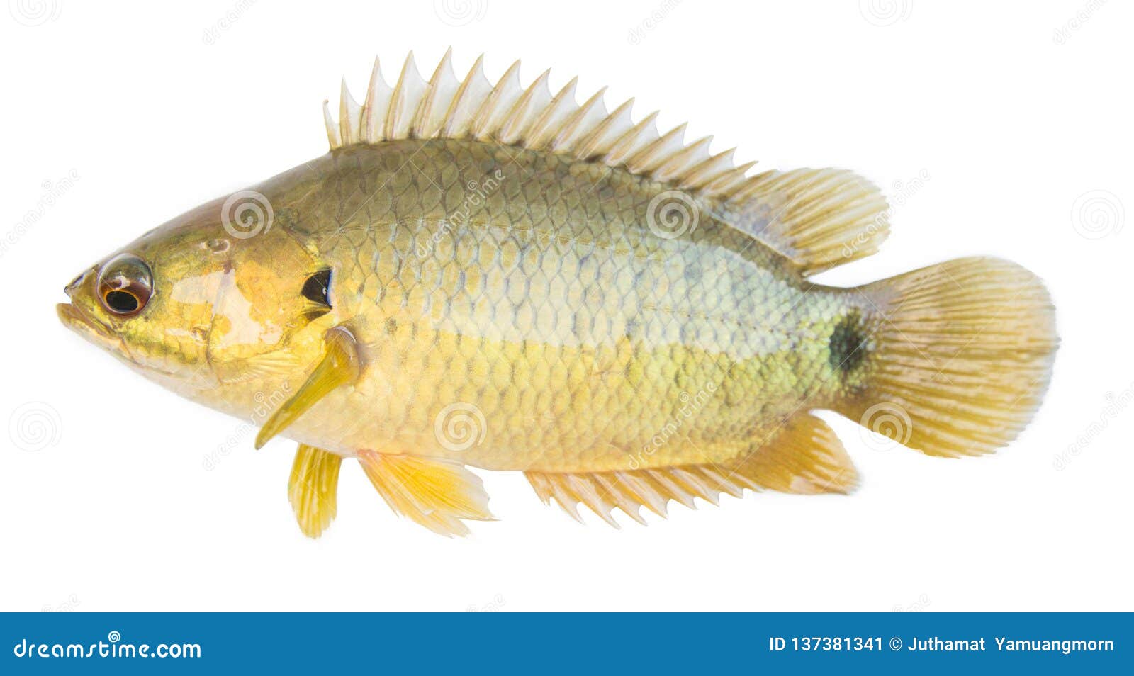 The Climbing Perch or Climbing Gourami,Gold Fish,Isolated White ... The Climbing Perch or Climbing Gourami,Gold Fish,Isolated White ...