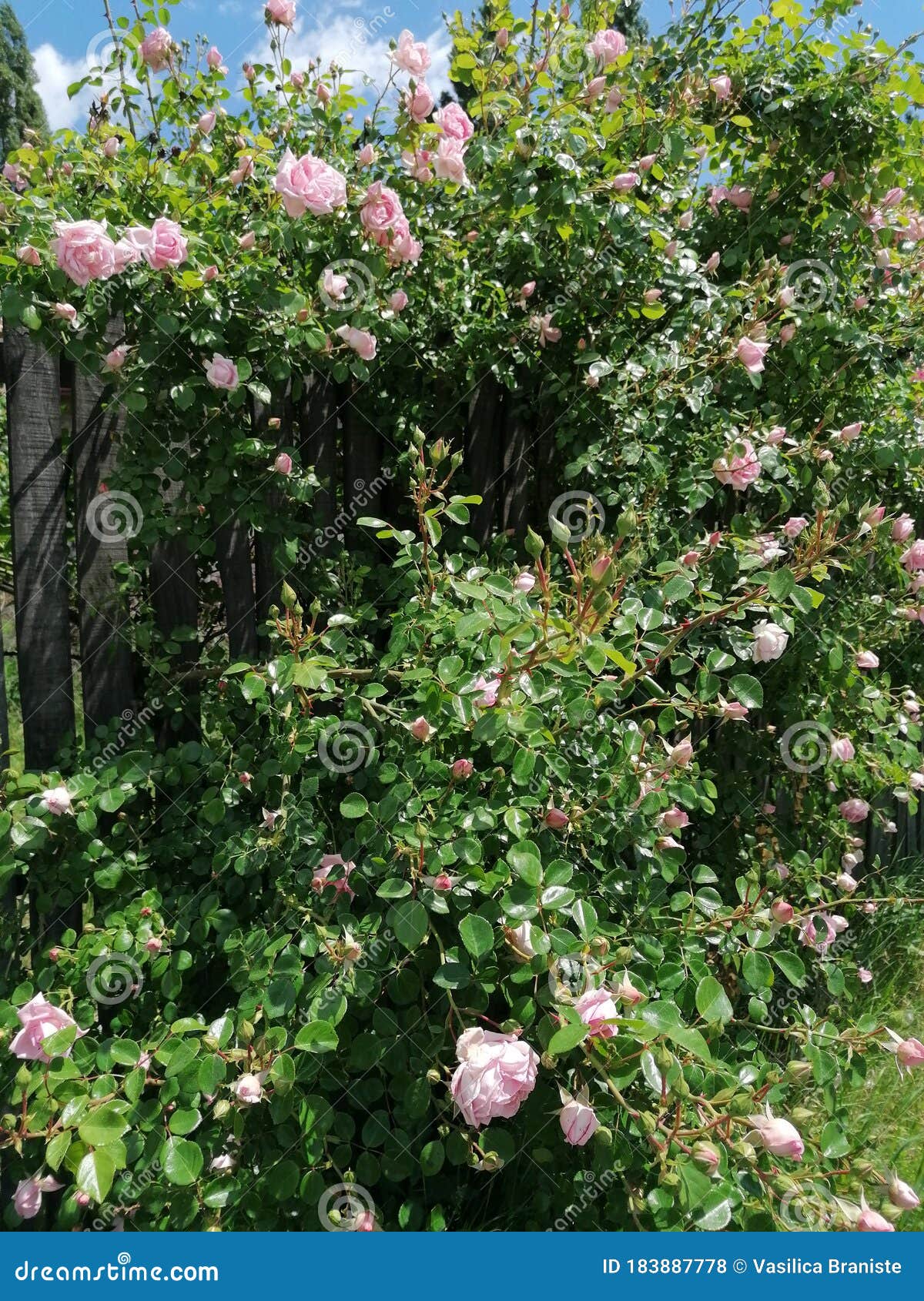Climbing Pink Roses on the Fence Stock Photo - Image of flowers, roses ...