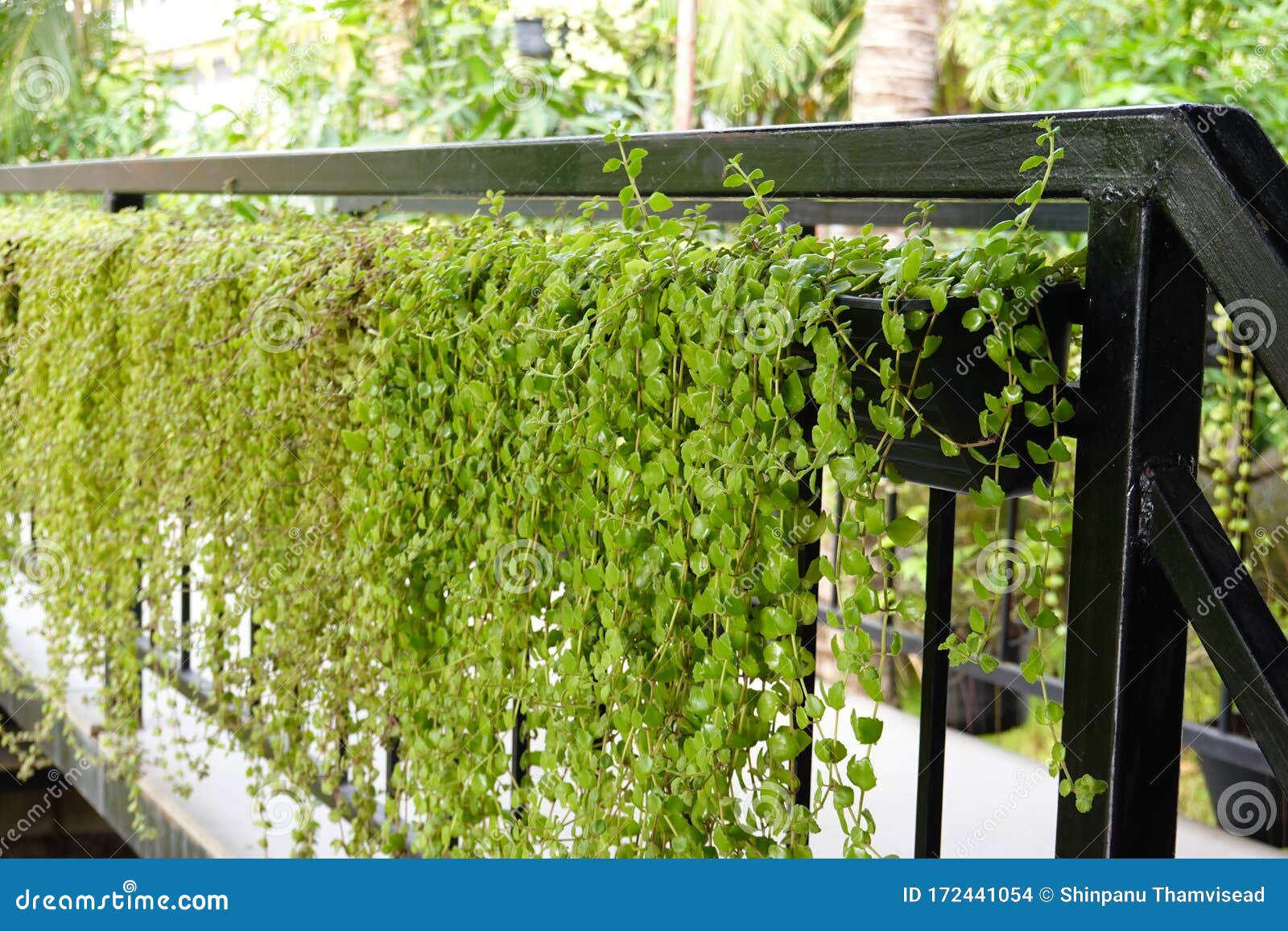 Climbing Plant , Hanging Down Ivy Shoots on the Railing . Stock Photo ...