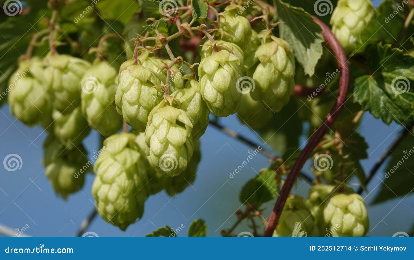 Climbing plant hops stock photo. Image of meadow, trees - 252512714