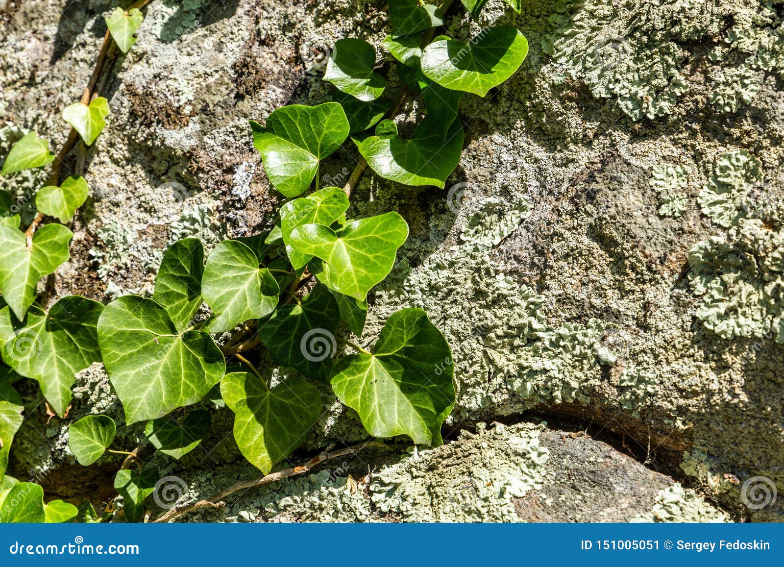 Climbing Plant Ivy on the Rock. Natural Background Stock Image - Image ...