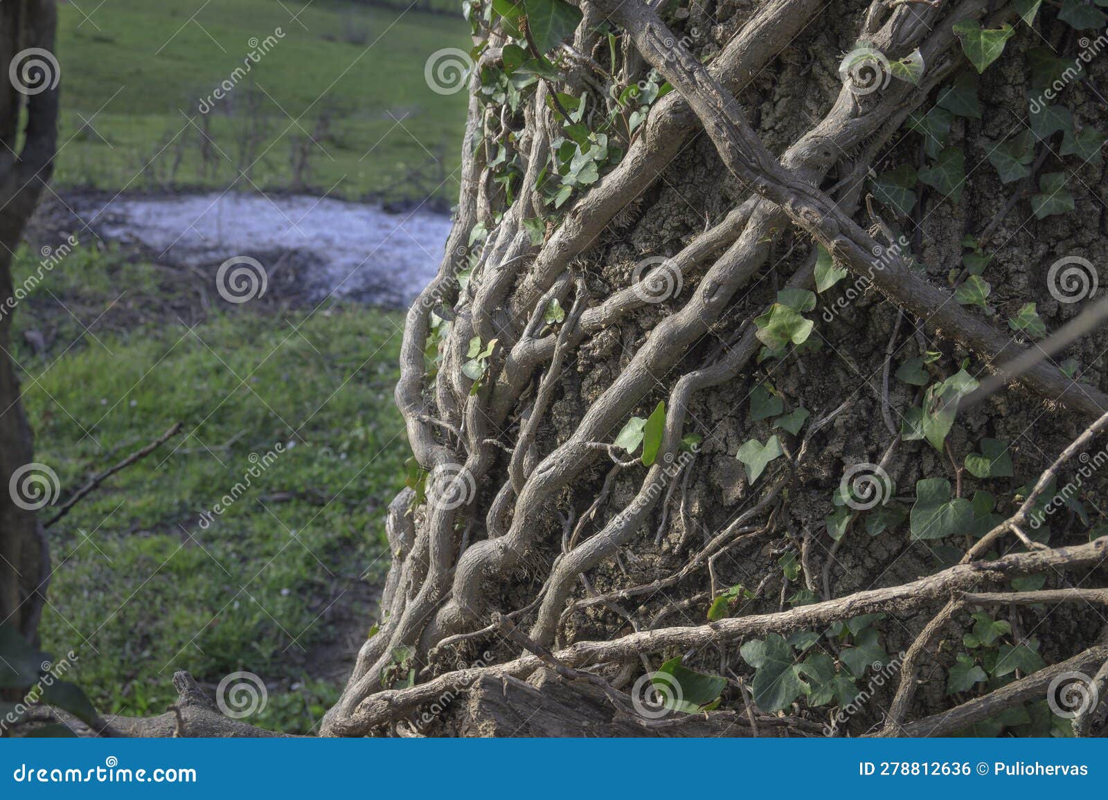 Climbing Plant with Leaves on Tree Trunk in Field at Sunset Horizontal ...