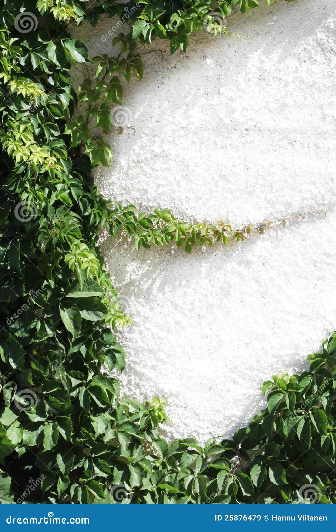 Climbing Plant Natural Frame Stock Image - Image of border, foliage ...