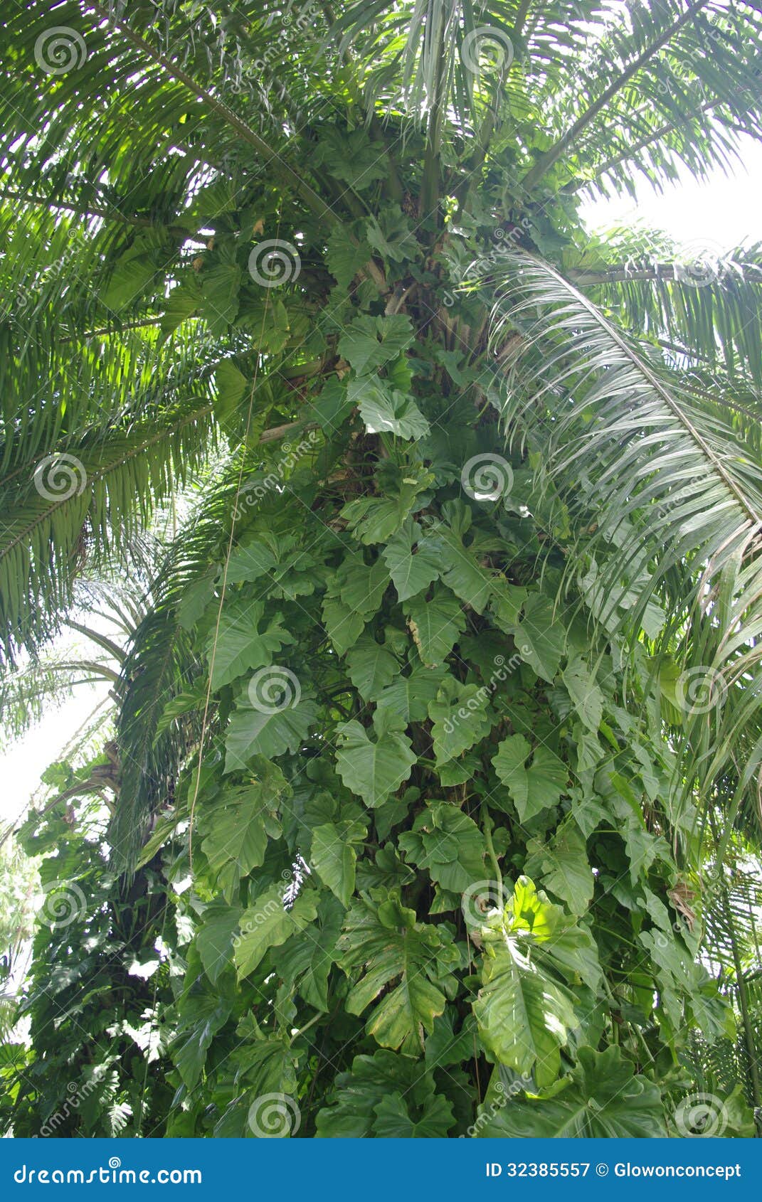 Climbing Plant on Palm Tree Stock Image - Image of green, taking: 32385557