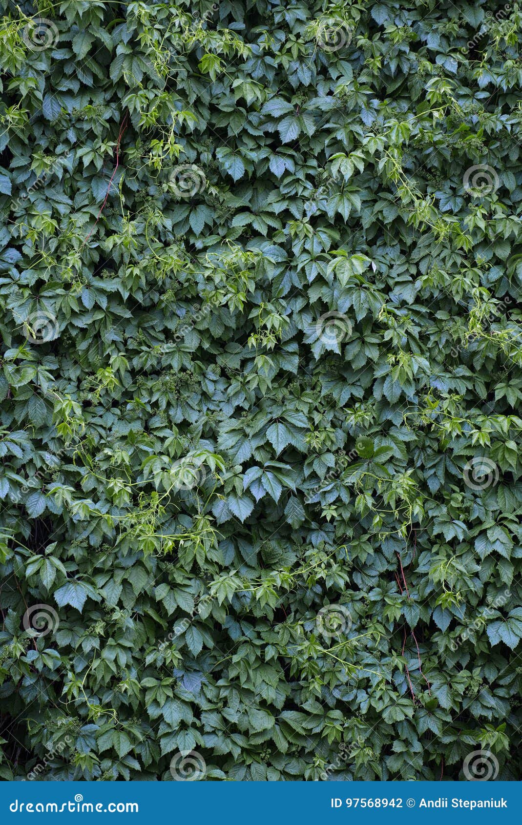 Climbing Plant stock photo. Image of wall, green, growth - 97568942