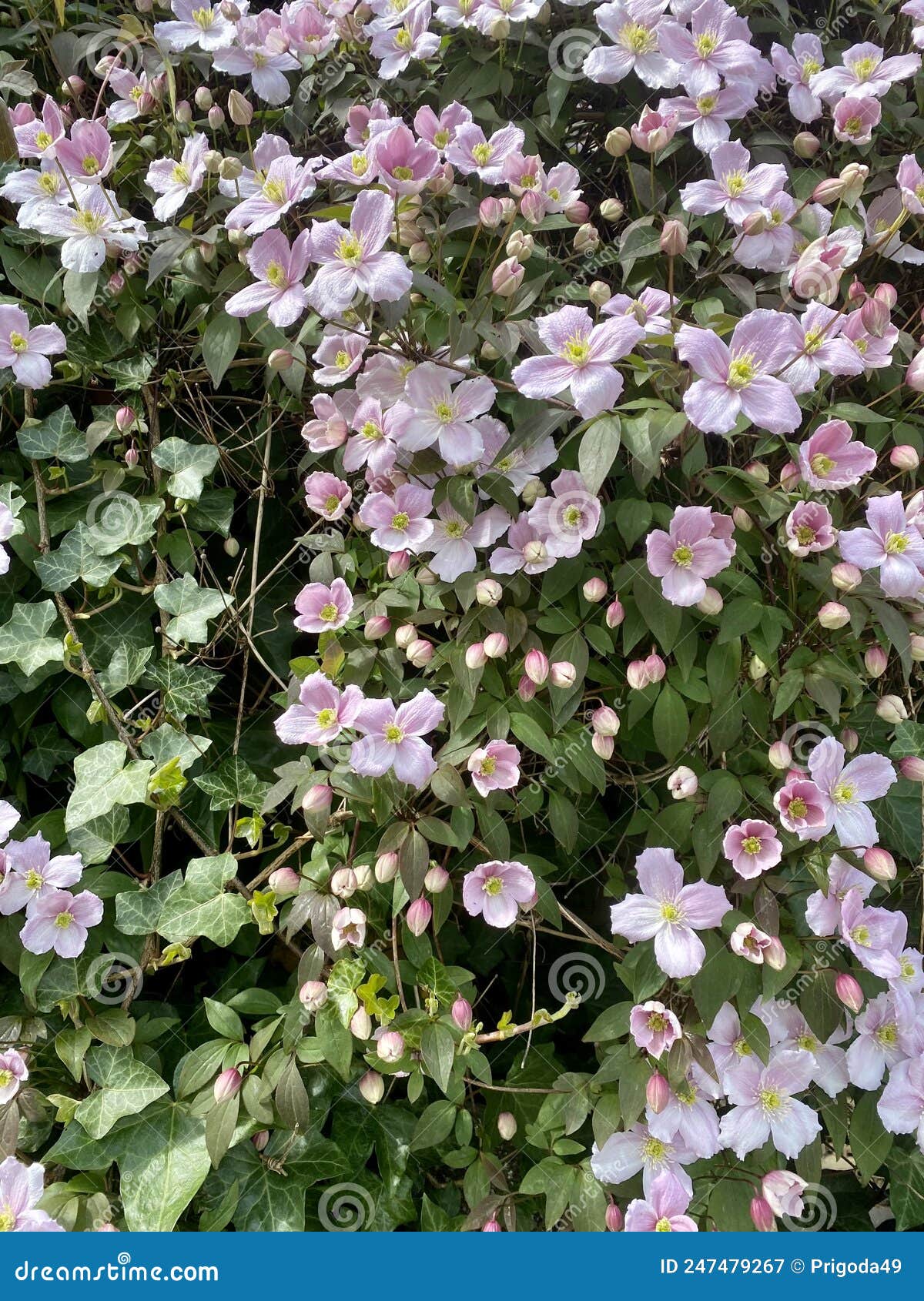 Clematis stock image. Image of climbing, flowers, clematis - 247479267
