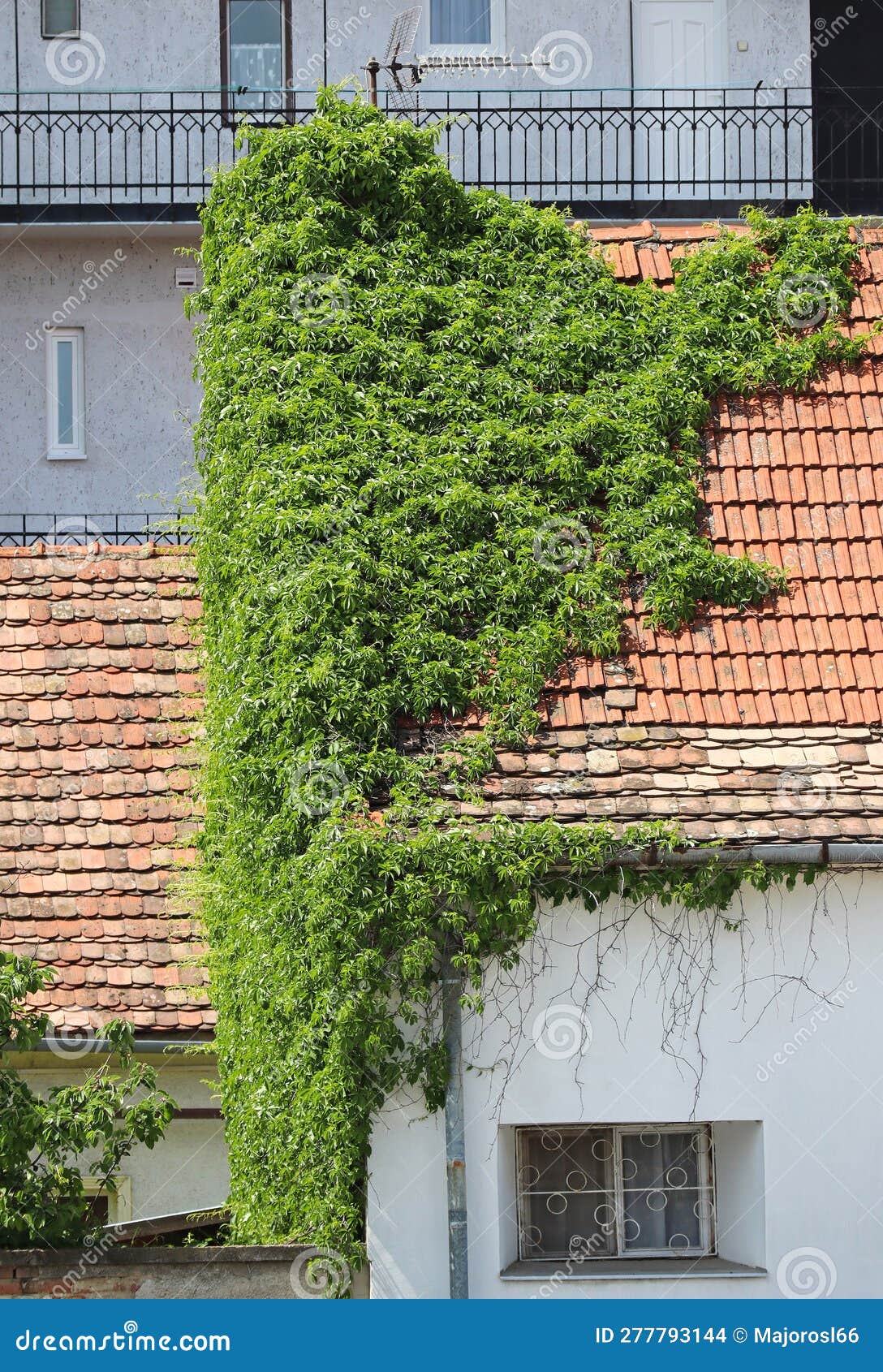 Climbing Plant on the Roof of an Old Building Stock Photo - Image of ...