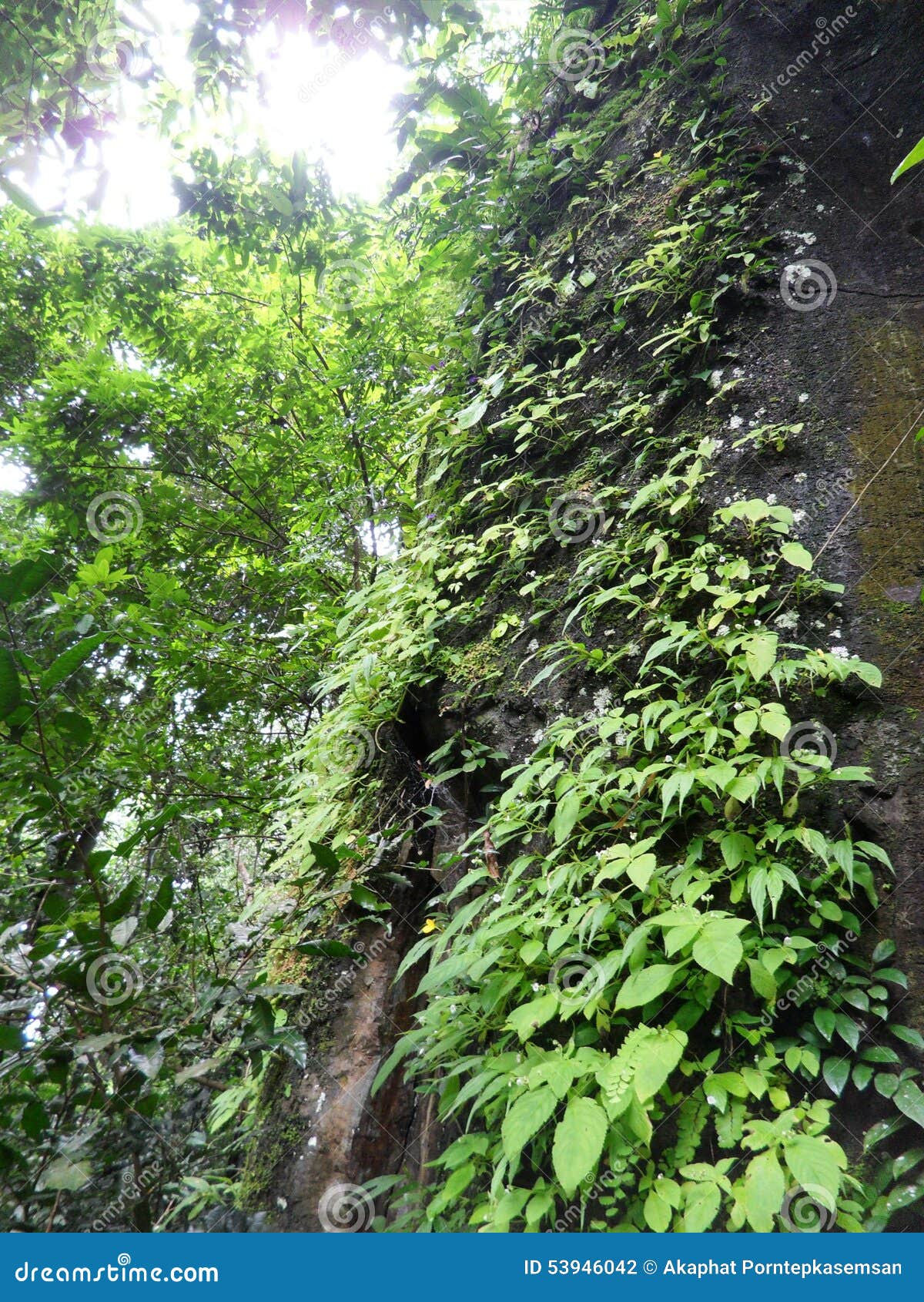 Climbing plant on the tree stock photo. Image of oxygen - 53946042