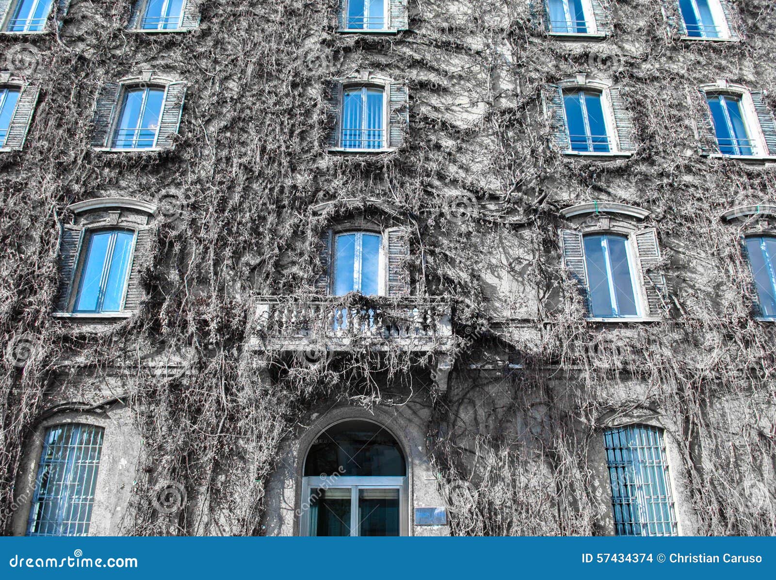 Climbing plants stock photo. Image of plants, palace - 57434374