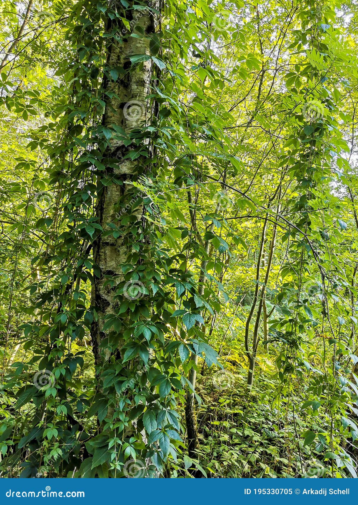 Climbing Plants Hang Down from Birch Trees in the Forest Stock Image ...