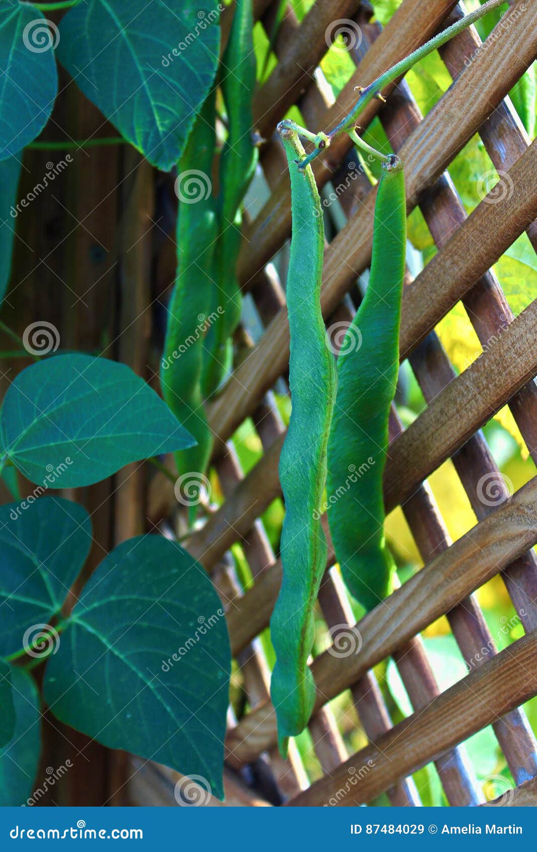 Climbing Pole Beans on a Lattice Stock Image - Image of organic ...
