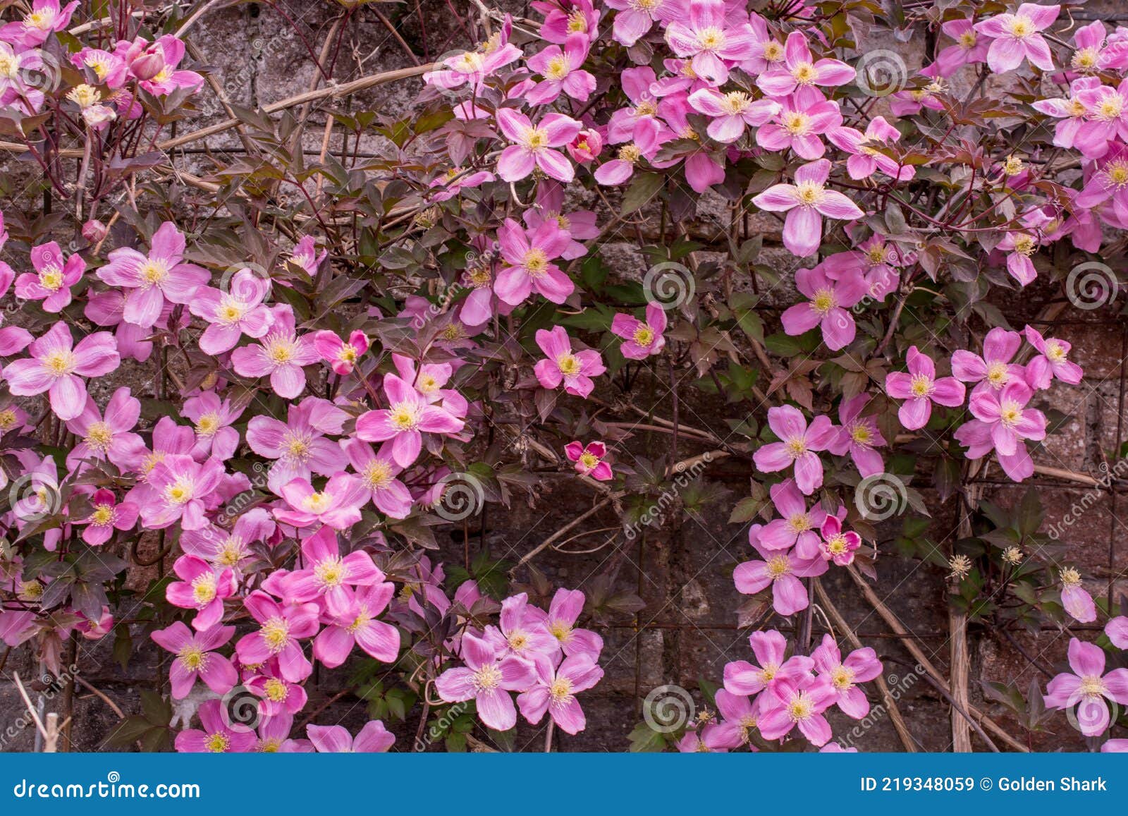 Climbing Purple Climatis Growing in Garden Stock Image - Image of long ...