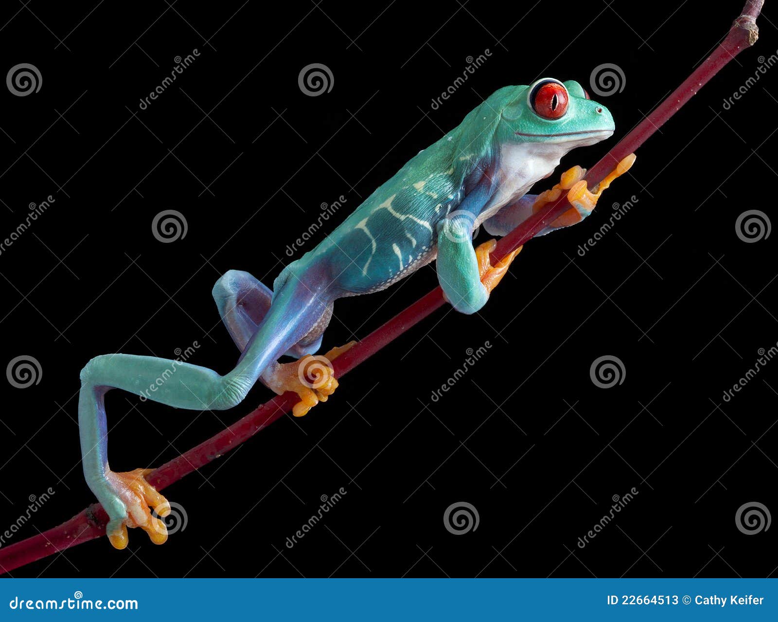 Climbing Red-eyed Tree Frog Stock Image - Image of frog, amphibian ...
