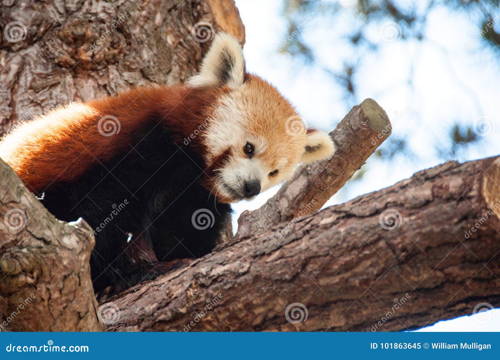 Red Panda stock image. Image of dawn, himalayas, dusk - 101863645