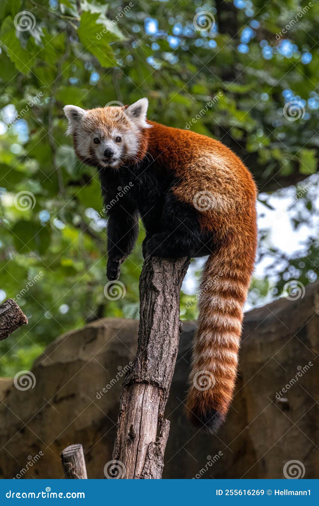 Climbing Red Panda stock image. Image of branch, lesser - 255616269