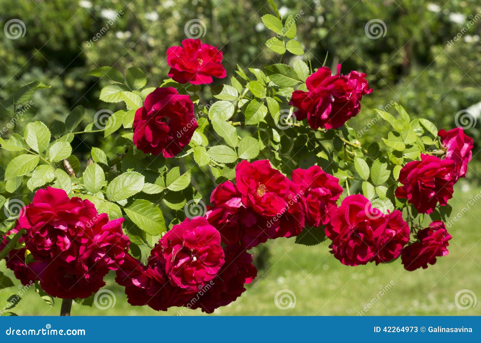 Climbing red rose stock image. Image of petals, landscape - 42264973