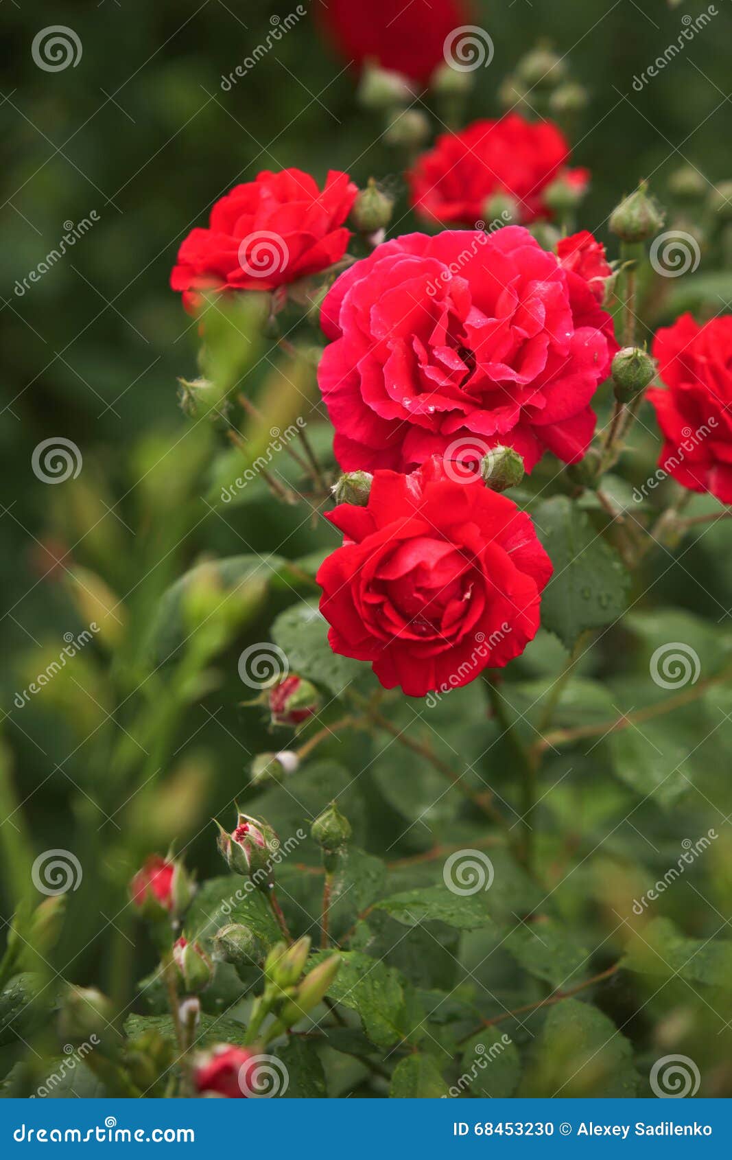 Climbing Red Roses stock photo. Image of leaves, scarlet - 68453230