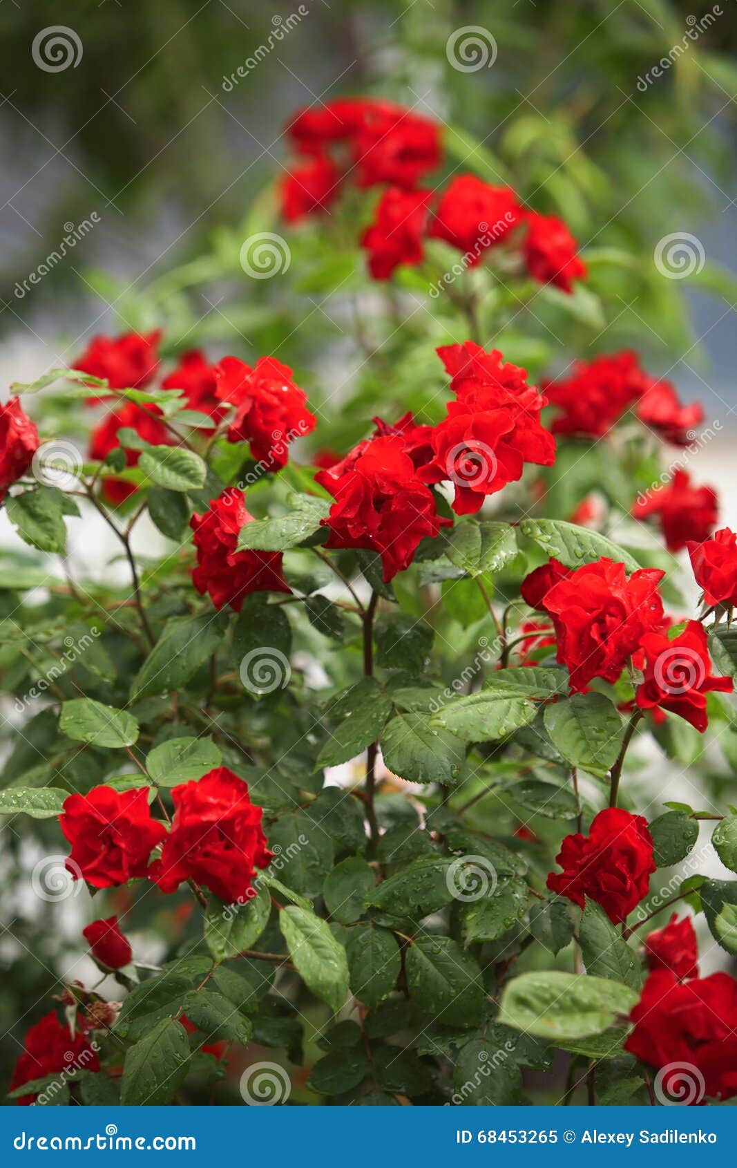Climbing Red Roses stock image. Image of plant, florist - 68453265