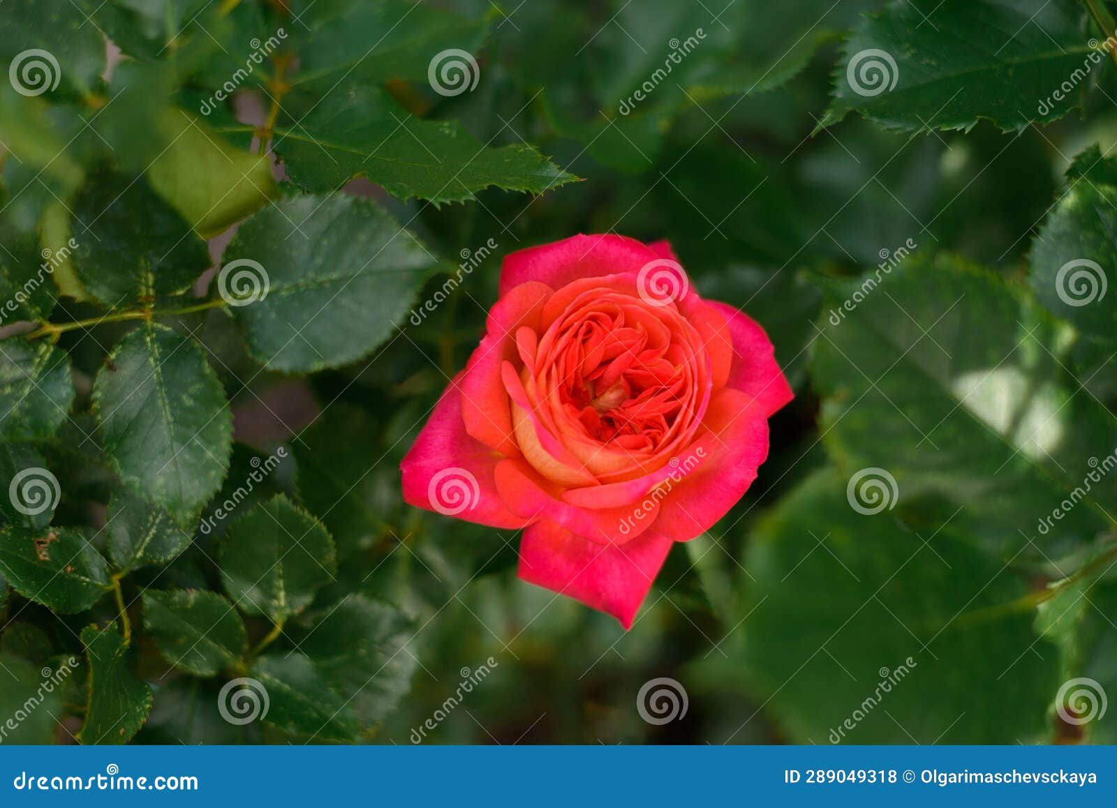 Climbing Rose Antique in the Summer Garden Stock Photo - Image of ...
