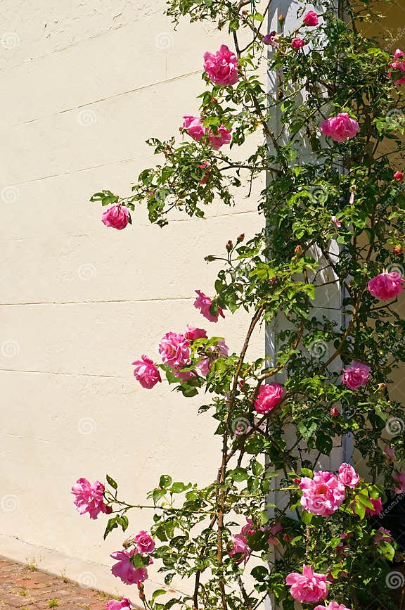Climbing rose bush stock image. Image of building, flowering - 5275401