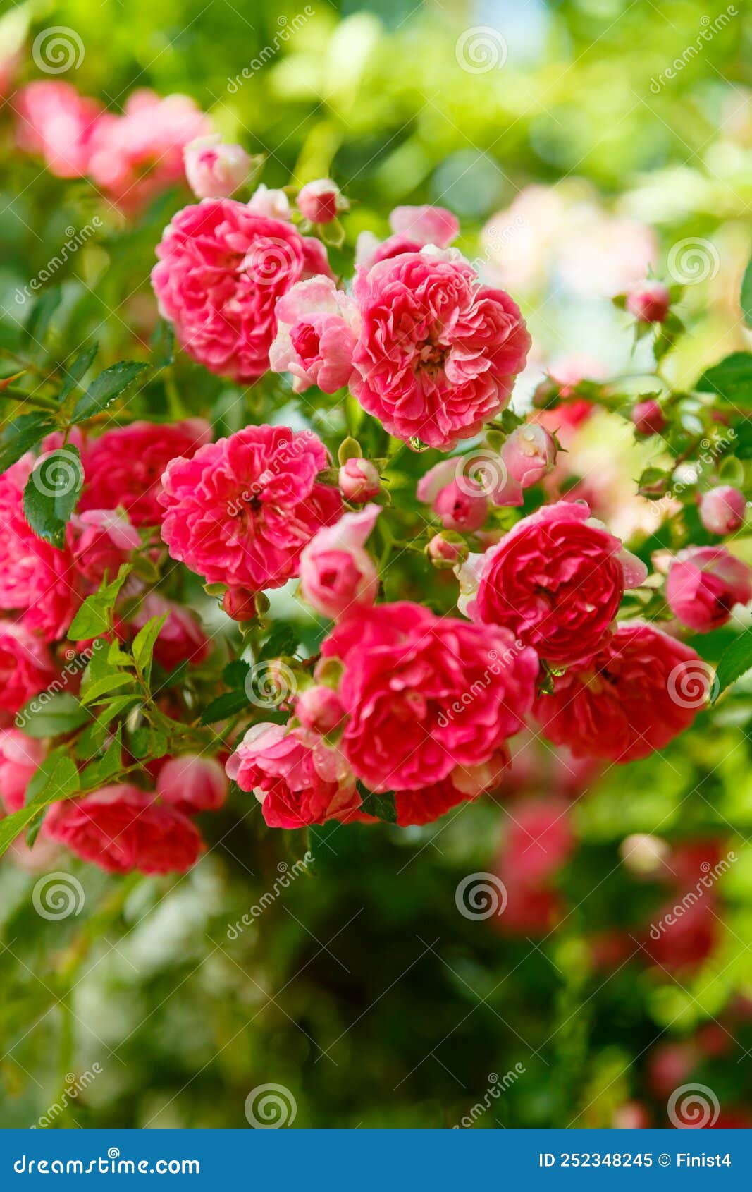 Climbing Rose Light Red on a Bush in the Sun. Stock Image - Image of ...