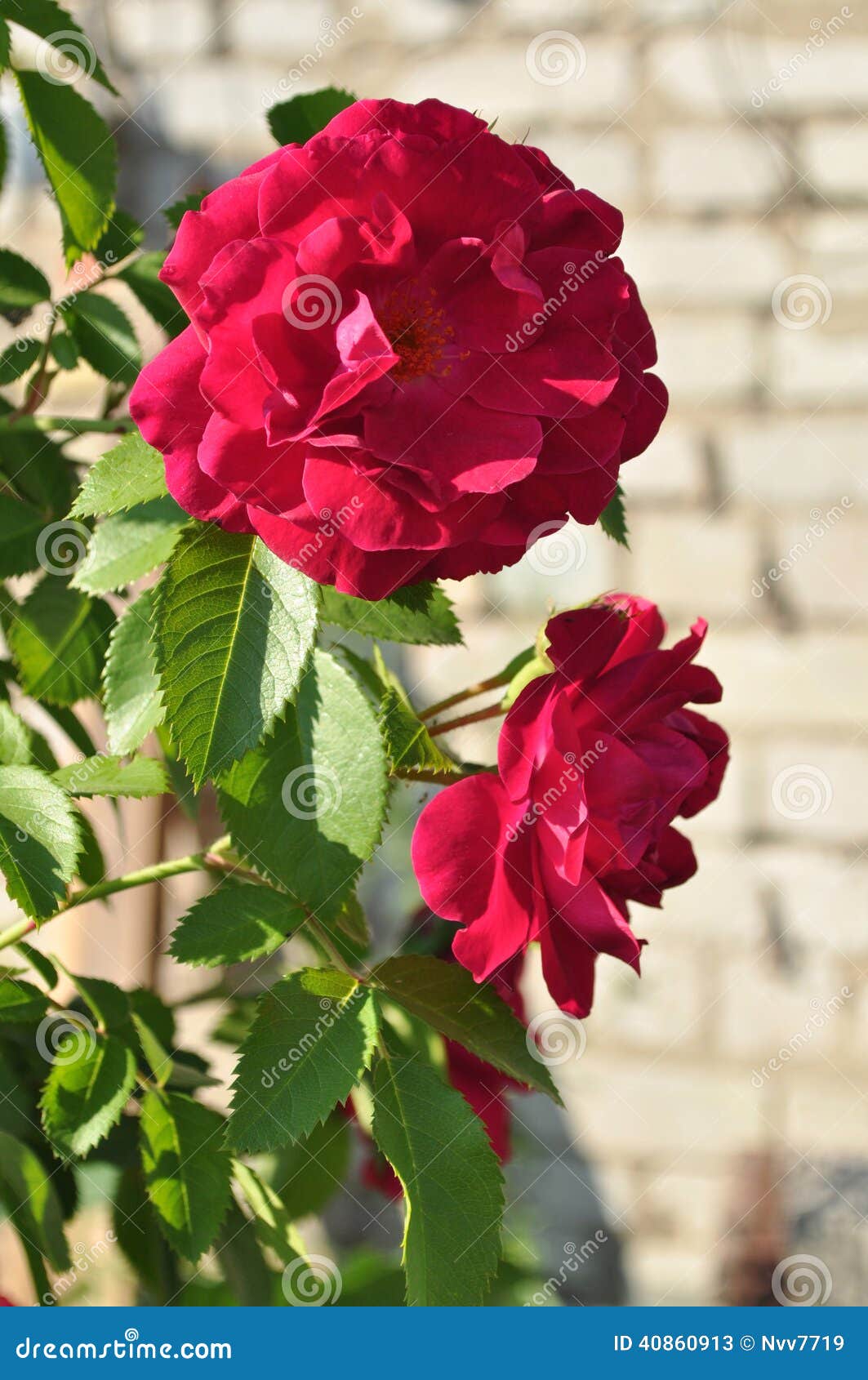 Climbing rose stock image. Image of summer, vivid, beautiful - 40860913