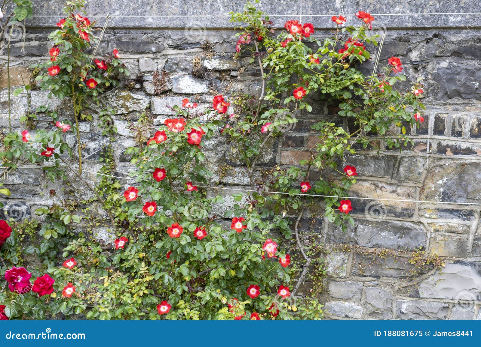 Climbing rose stock image. Image of stone, color, natural - 188081675