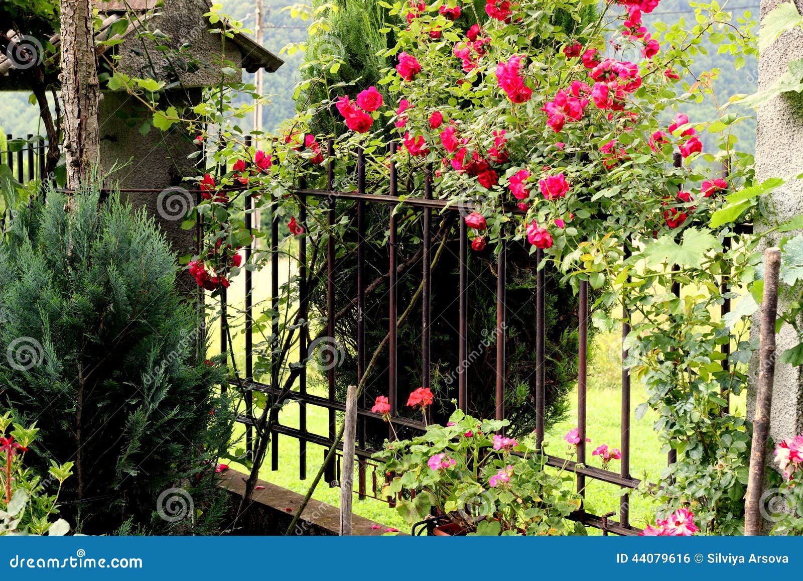 Climbing Rose Bush Growing On A Wall Royalty-Free Stock Image ...