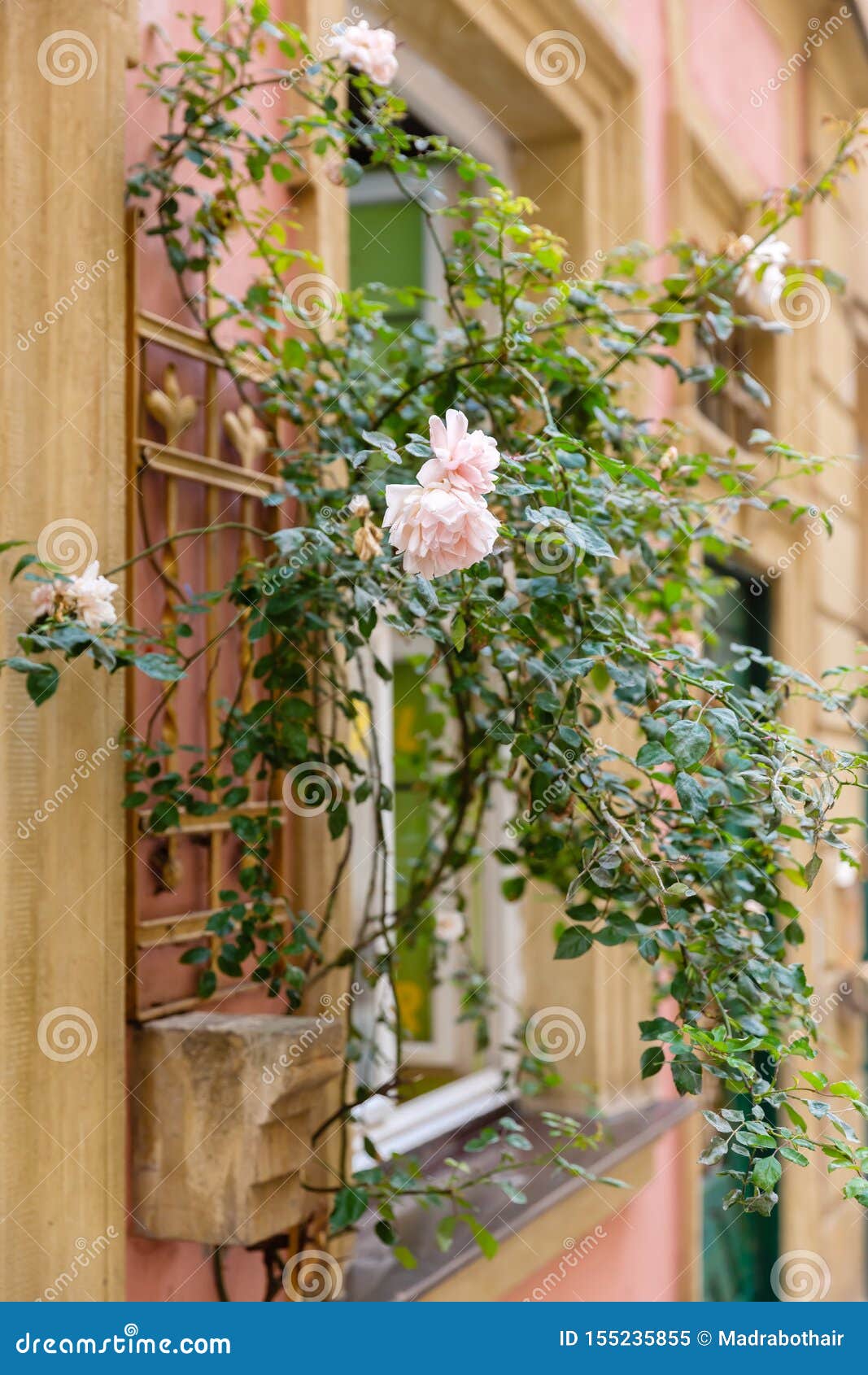 Climbing Rose between the Window of an Old House Stock Image - Image of ...