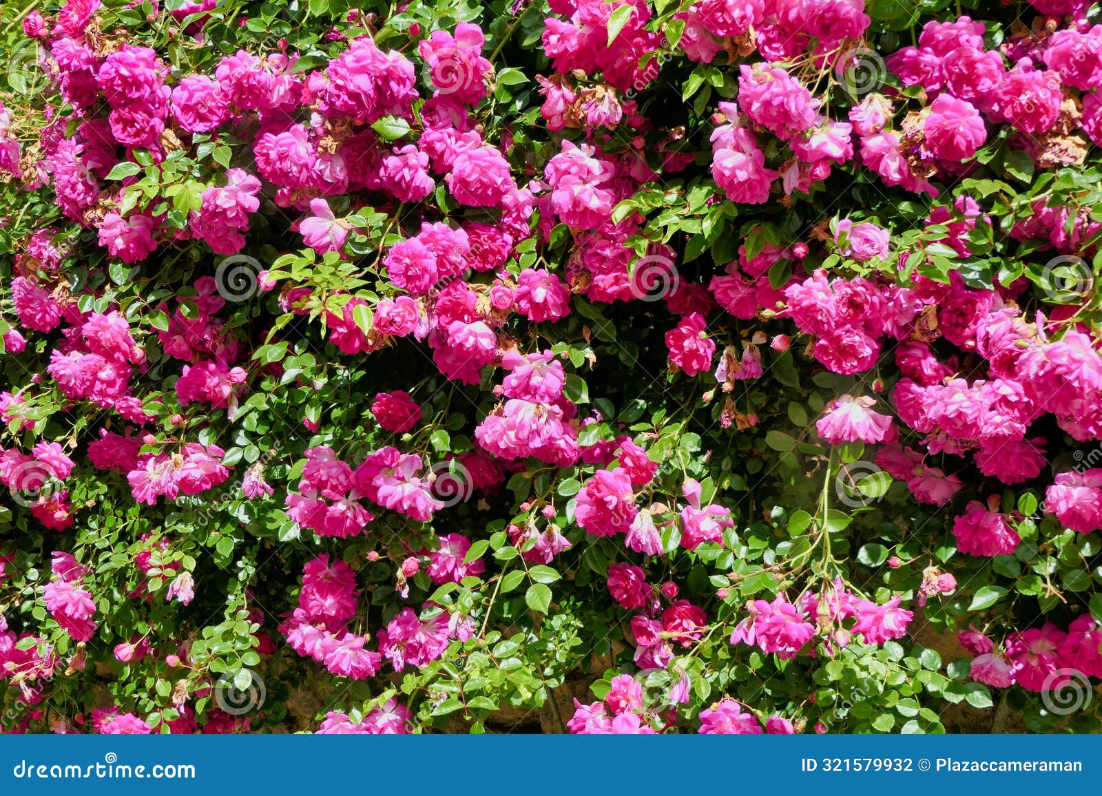 Climbing Roses stock photo. Image of outdoor, decoration - 321579932
