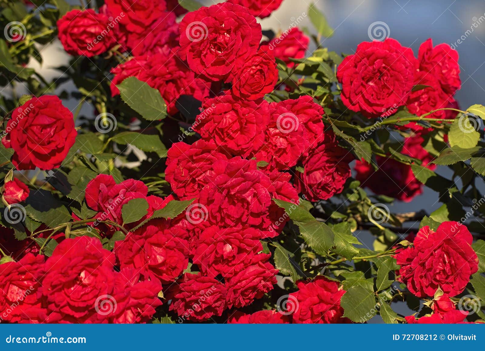 Climbing Roses Beautiful Summer Background Stock Photo - Image of leaf ...