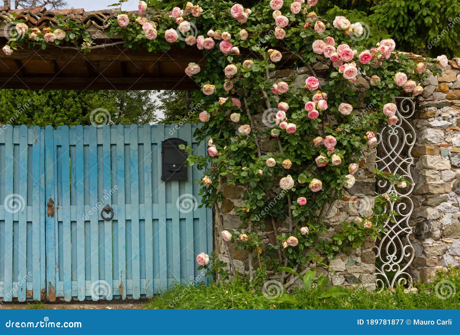 Climbing Roses Decorating a Wooden Gate Stock Image - Image of colorful ...