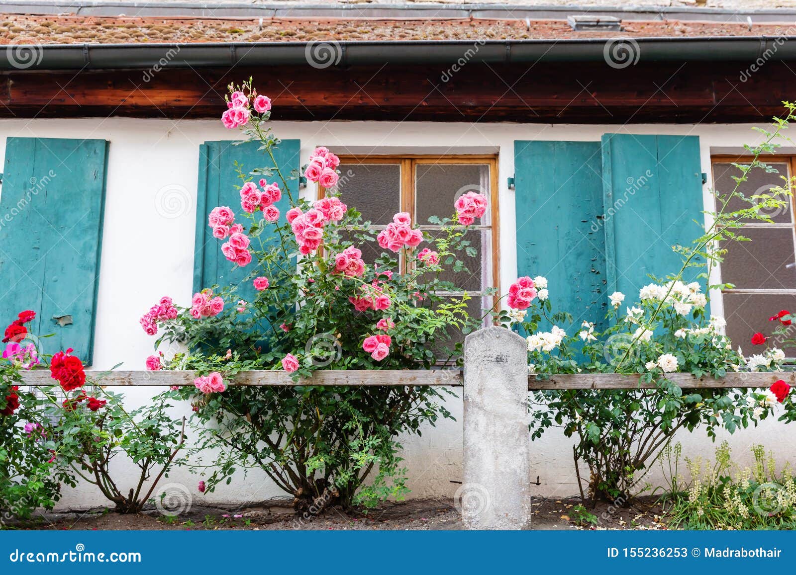 Climbing Roses in Front of an Old Cottage Stock Image - Image of ...