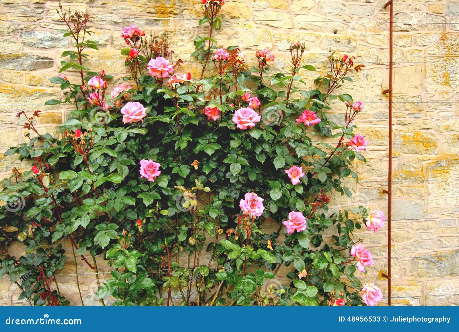Climbing Roses in the Garden Stock Image - Image of home, flowering ...