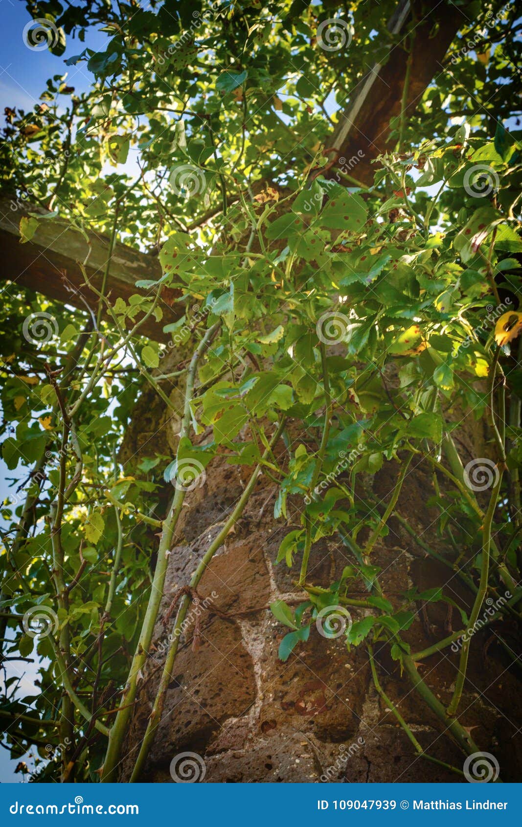 Climbing Roses on an Old Stone Wall Stock Image - Image of branches ...