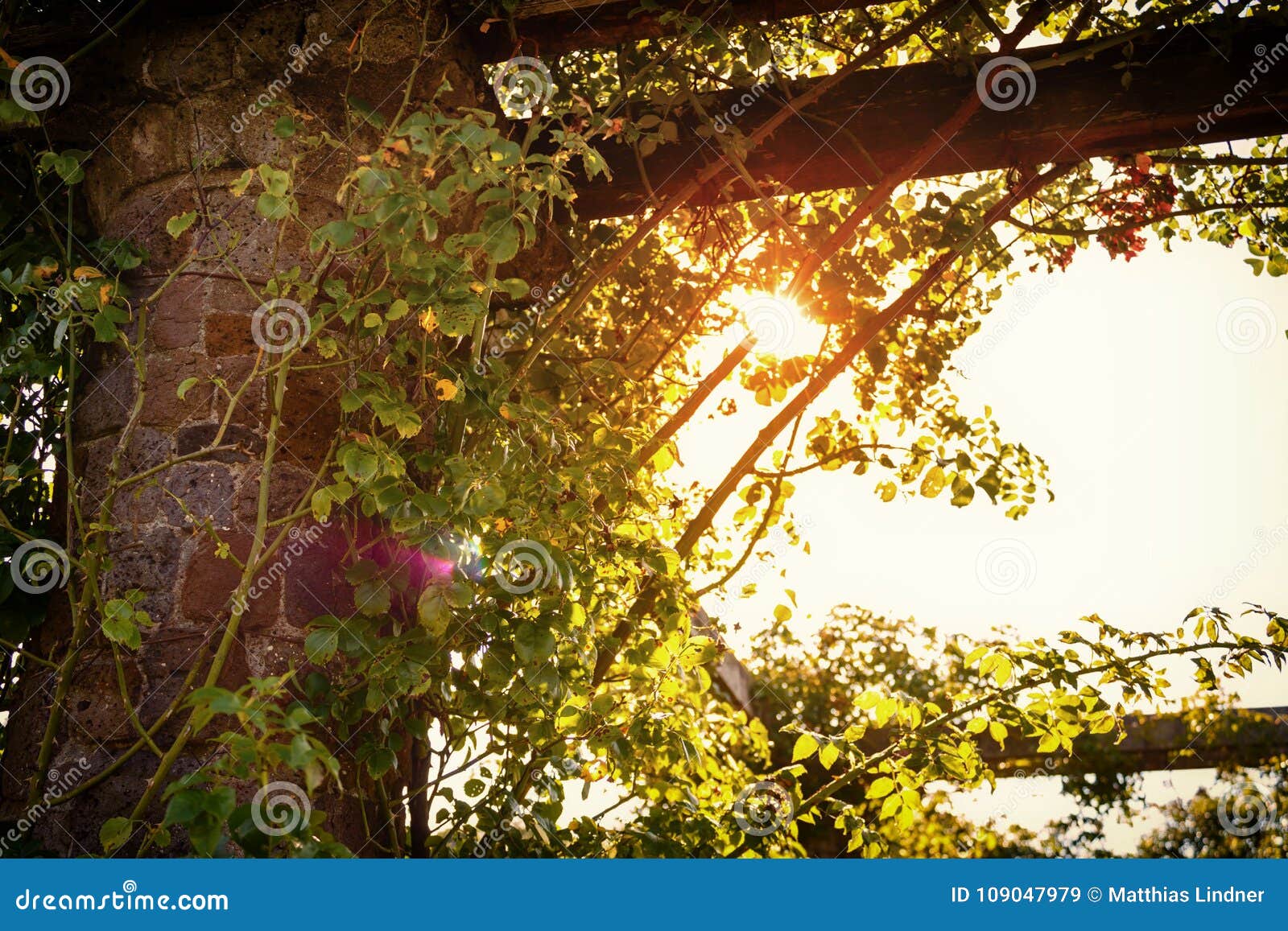 Climbing Roses on an Old Stone Wall Stock Image - Image of blooming ...
