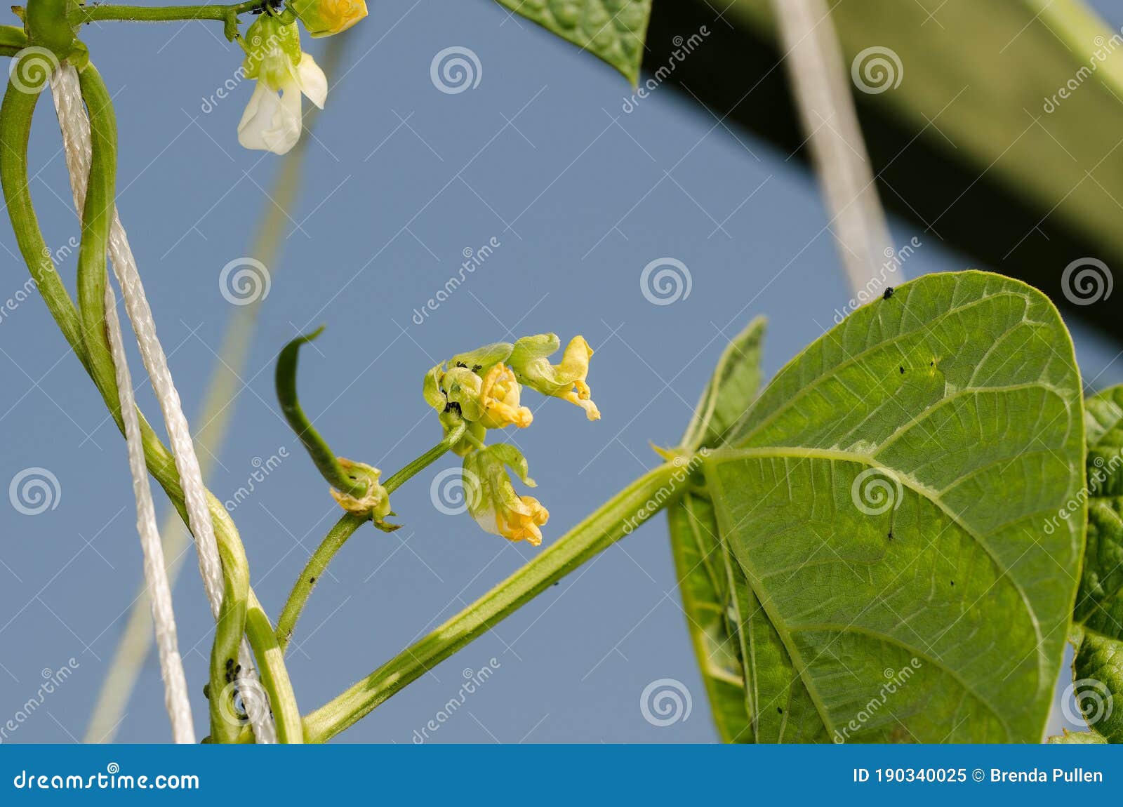 Climbing Runner Beans with Infestation of Blackfly Stock Image - Image ...