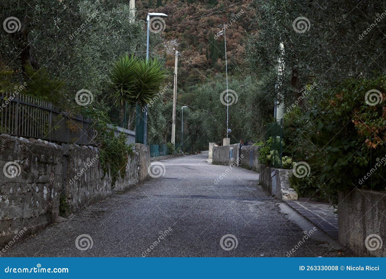 Climbing Side Road Bordered by Olive Tree Plantations Stock Photo ...