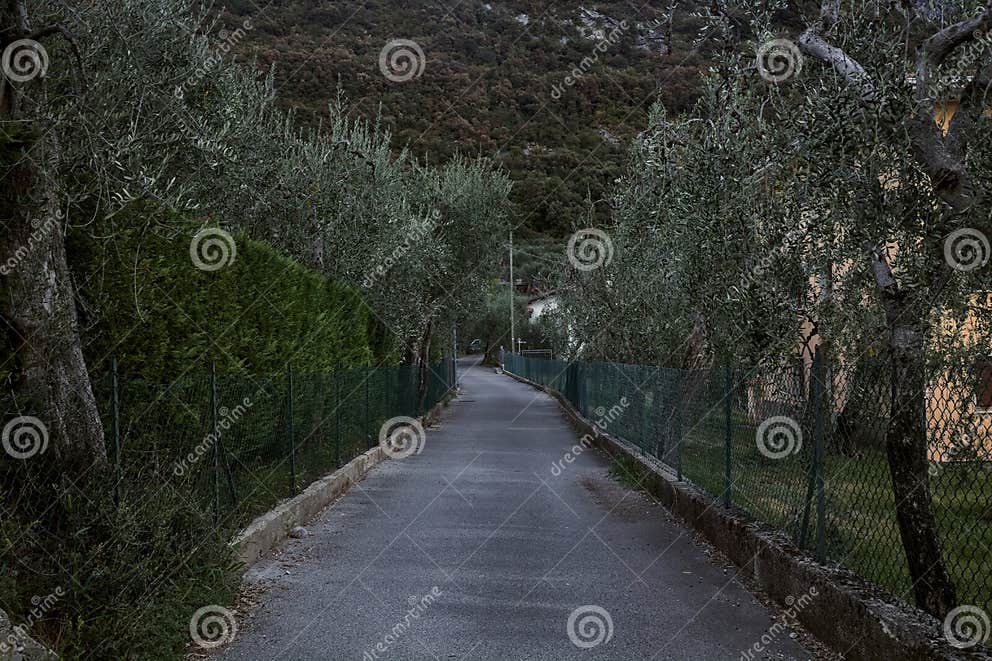 Climbing Side Road Bordered by Olive Tree Plantations Stock Photo ...