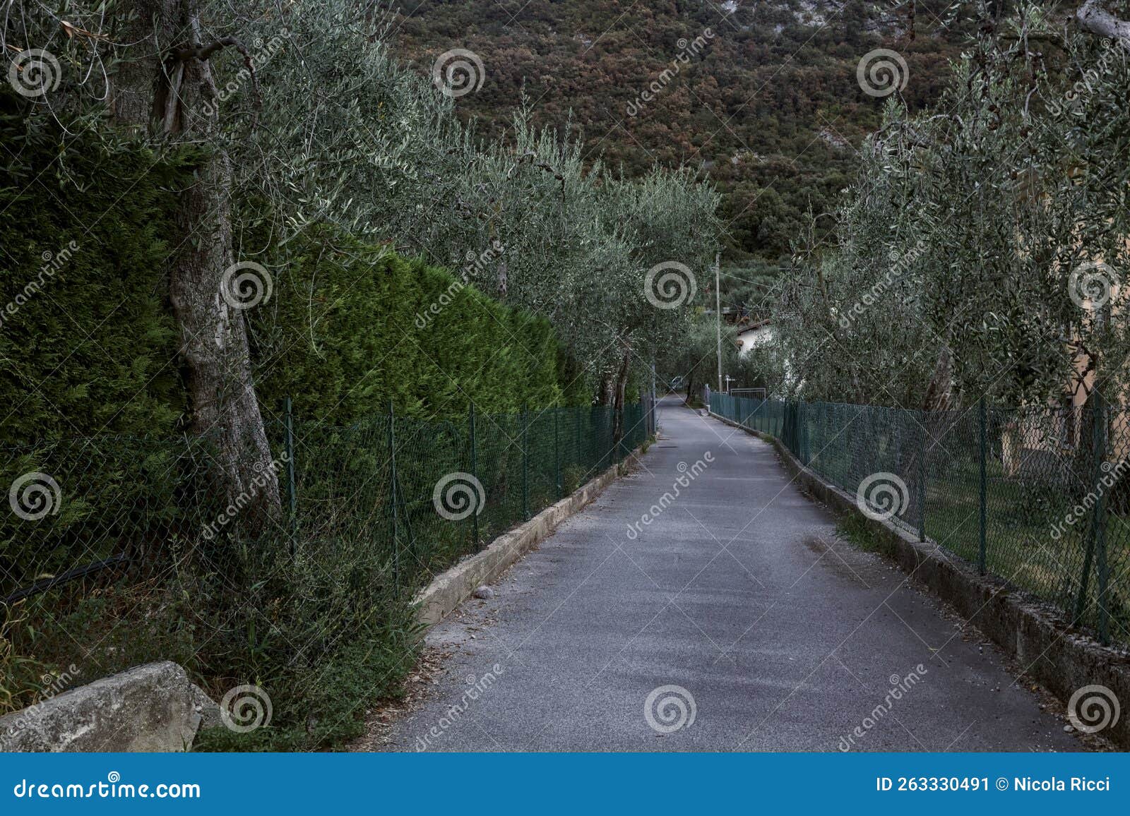 Climbing Side Road Bordered by Olive Tree Plantations Stock Image ...